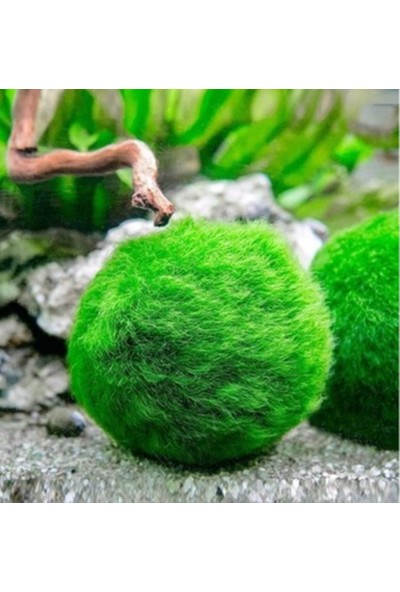 Mesmerizing Shopp Mesmerizingshopp Marimo Mossball Şans Getiren Yosun Topu 4 - 5 cm