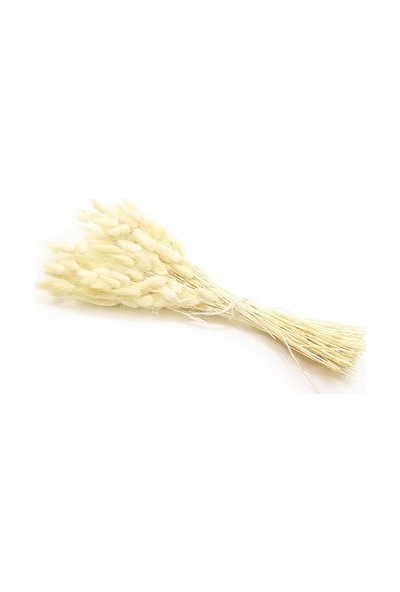 Dekorsende Lagurus Demet