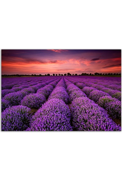 Ideasol Büyüleyici Lavanta Tarlası Manzara Kanvas Tablo