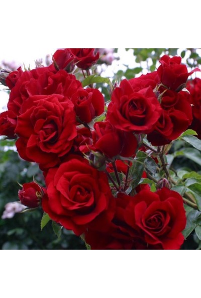 Evve Bahce Tüplü Kokulu Amedeus Sarılıcı Tırmanıcı Sarmaşık Fidanı