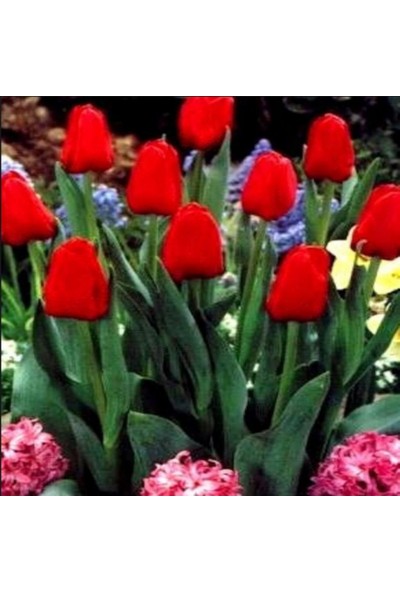 Evve Bahce Hollandia Kırmızı Lale Soğanı (4 Adet)