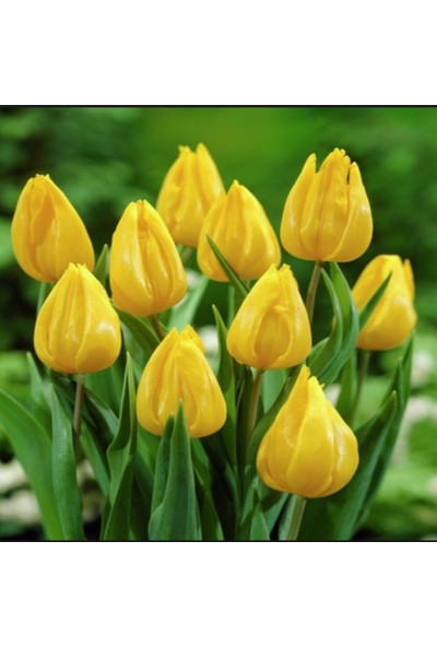 Evve Bahce Yokohama Sarı Lale Soğanı (4 Adet)