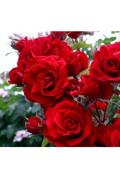 Evve Bahce Tüplü Kordes Salita Sarmaşık Kokulu Gül Fidanı Evve Bahce Tüplü Kordes Salita Sarmaşık Kokulu Gül Fidanı