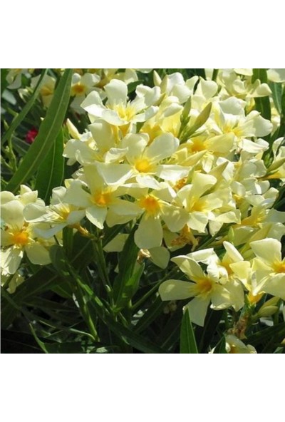 Evve Bahce Tüplü Sarı Çiçekli Zakkum Fidanı Evve Bahce Tüplü Sarı Çiçekli Zakkum Fidanı