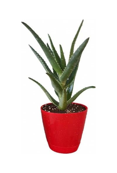 Aloevera Bitkisi Dikenli 25-35 Cm Salon ve Balkon Çiçeği Aloevera Bitkisi Dikenli 25-35 Cm Salon ve Balkon Çiçeği