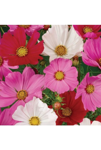 Arzuman Kozmos Çiçeği 30 Tohum