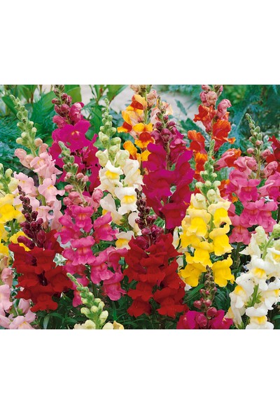 Arzuman Aslan Ağzı Çiçeği 100 Tohum