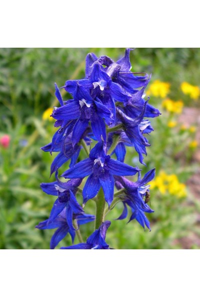 Arzuman Hazeran Çiçeği 30 Tohum