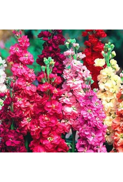 Arzuman Şebboy Çiçeği 100 Tohum