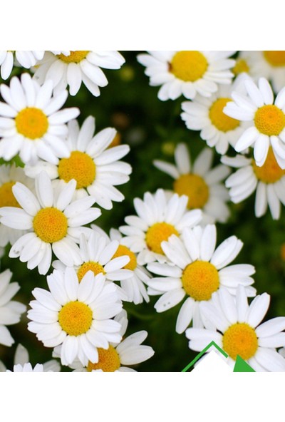 Arzuman Papatya 100 Tohum