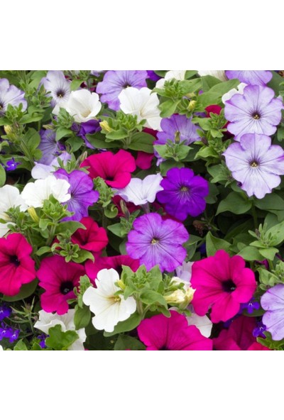 Arzuman Petunya 100 Tohum Arzuman Petunya 100 Tohum