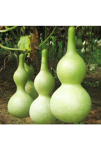 Arzuman Su/Et Kabak 5 Tohum