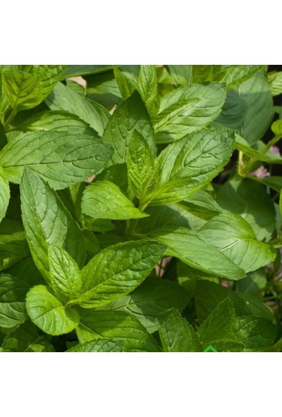 Arzuman Nane 100 Tohum