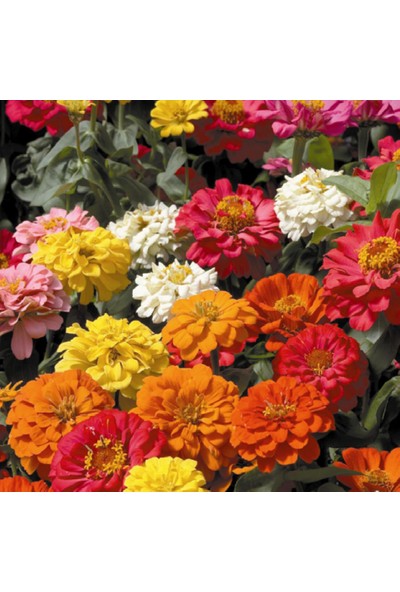 Arzuman Zinna Çiçeği 30 Tohum