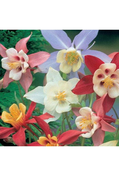 Arzuman Yer Küpelisi 100 Tohum