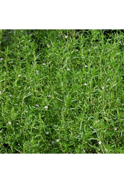 Arzuman Kekik 100 Tohum