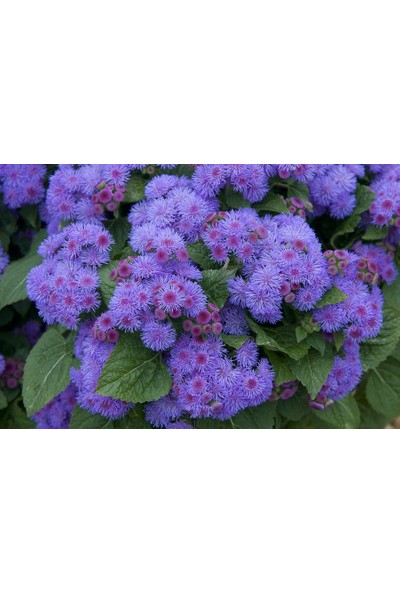 Arzuman Vapur Dumanı Çiçeği 100 Tohum