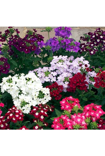 Arzuman Mine Çiçeği 50 Tohum Arzuman Mine Çiçeği 50 Tohum