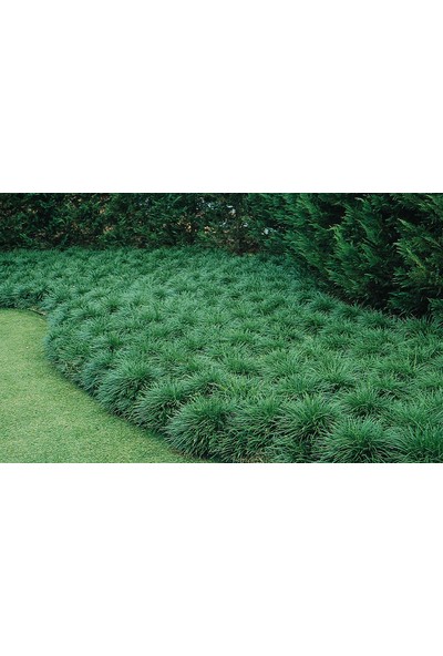 Osmanlı Çimi 50 Adet - Gölge Çimi
