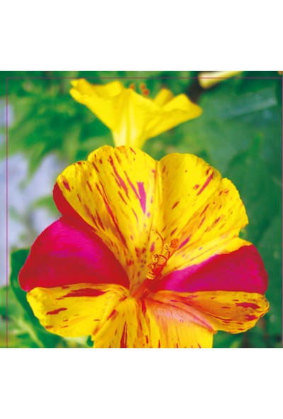 Arzuman Akşam Sefası Tohumu 25 Adet Arzuman Akşam Sefası Tohumu 25 Adet