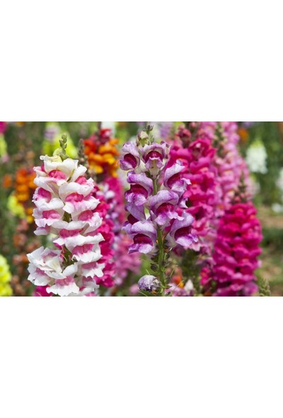 Arzuman Aslanağzı Tohumu 100 Adet