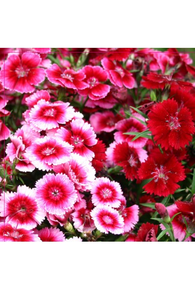 Arzuman Çin Karanfili Tohumu 100 Adet