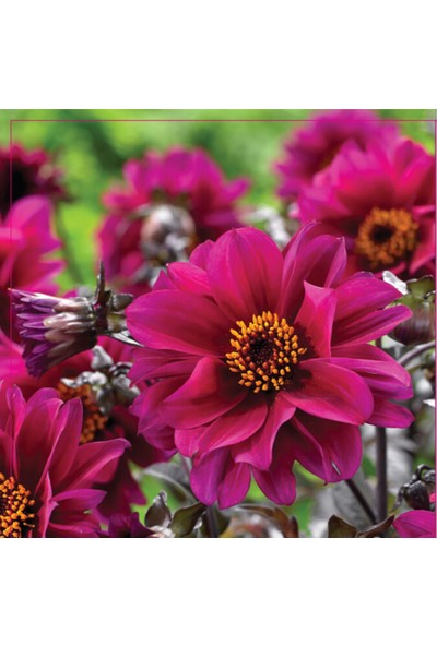 Arzuman Dahlia Tohumu 30 Adet