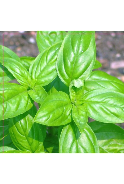 Arzuman Fesleğen Tohumu 100 Adet