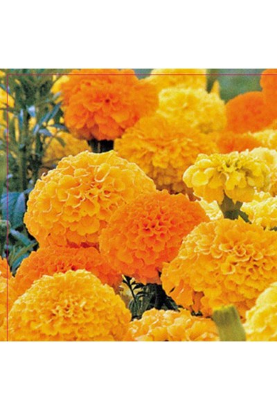 Arzuman Kadife Tohumu 50 Adet