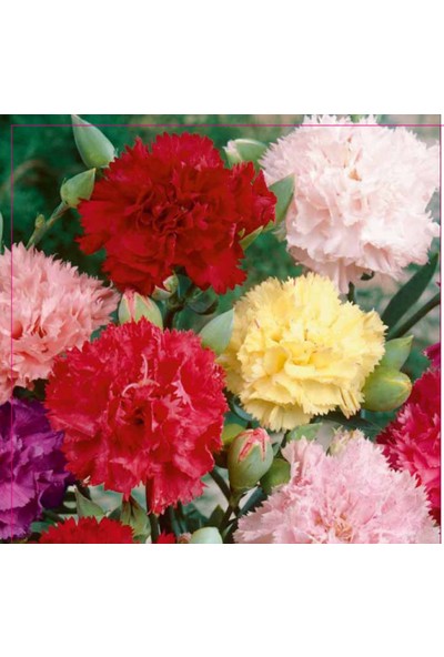 Arzuman Karanfil Tohumu 100 Adet