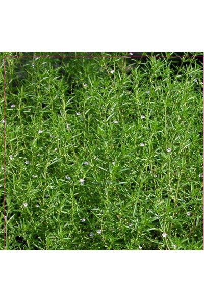 Arzuman Kekik Tohumu 100 Adet