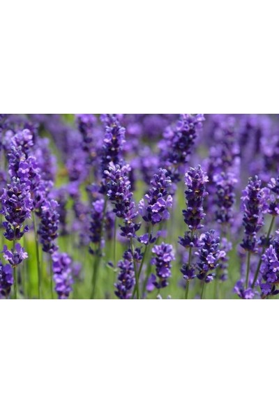 Arzuman Lavanta Tohumu 100 Adet