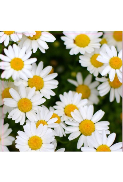 Arzuman Papatya Tohumu 100 Adet