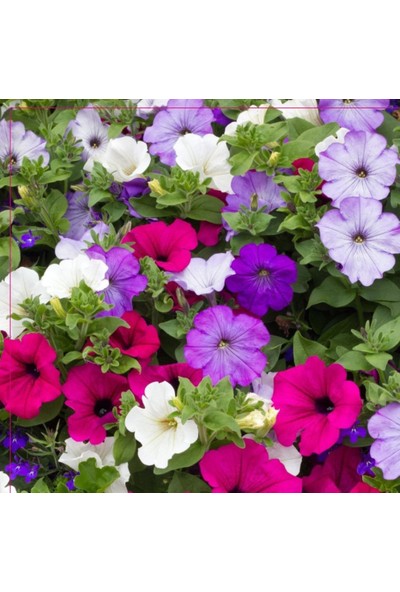 Arzuman Petunya Tohumu 100 Adet