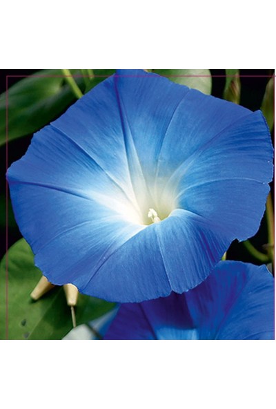 Arzuman Sarmaşık Mavi İri Tohumu 30 Adet