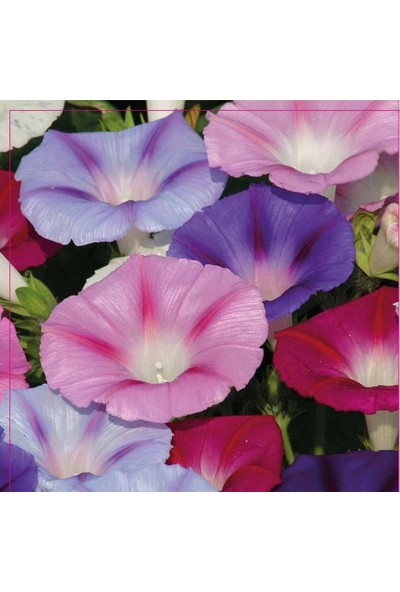 Arzuman Sarmaşık Tohumu 50 Adet