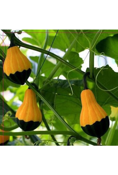 Arzuman Süs Kabağı Tohumu 10 Adet