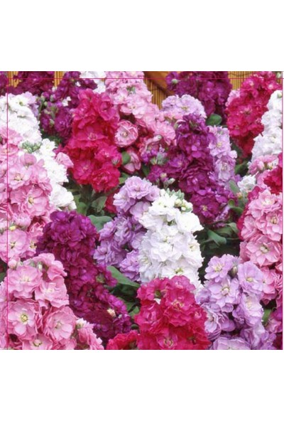 Arzuman Şebboy Tohumu 100 Adet