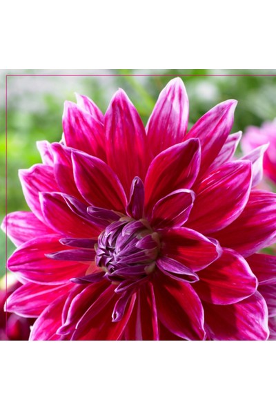 Arzuman Yıldız Tohumu 30 Adet