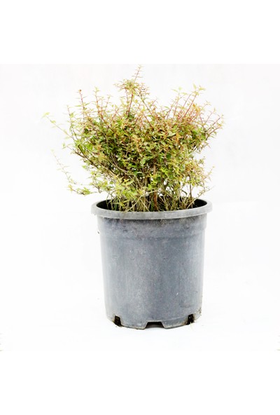 Teta Tohum Beyaz Çiçekli Güzellik Çalısı Abelya Fidanı 5 Lt Saksıda