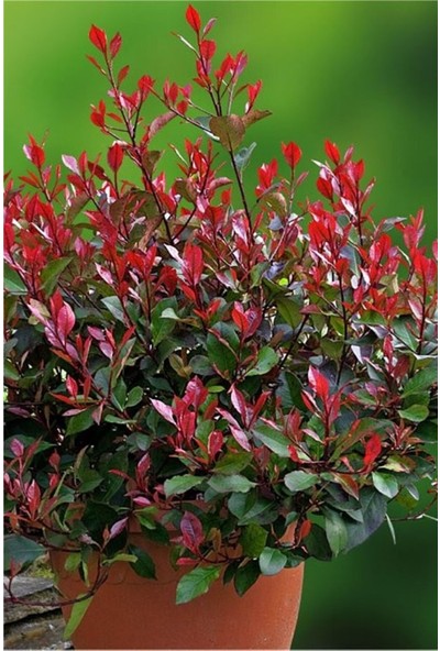 Teta Tohum Bodur Alev Çalısı Saksıda