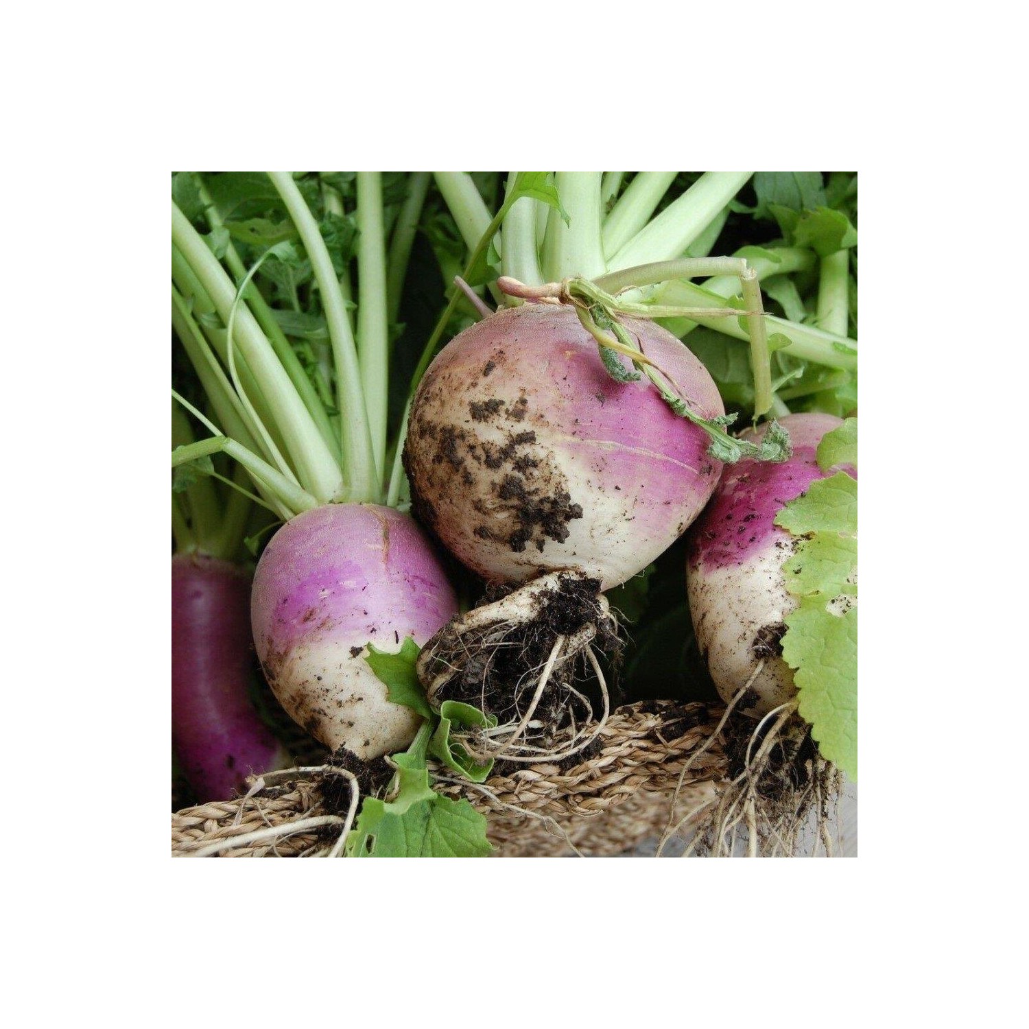 Reyon Bahçe Şalgam Turpu (Turnip) Tohumu 10 gr Paket Fiyatı