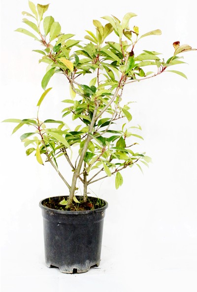 Boylu Alev (Photınia Fraseri Red Robin) Saksıda Boylu Alev (Photınia Fraseri Red Robin) Saksıda