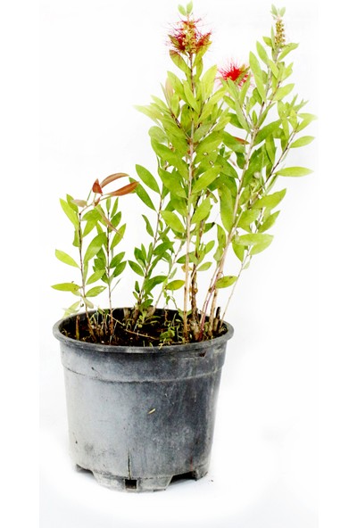Teta Tohum Fırça Çalısı Callistemon Laevis