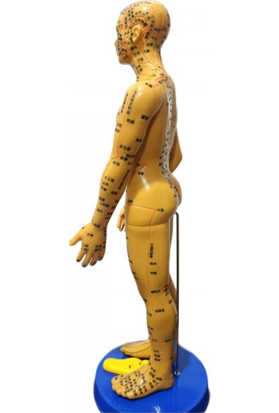 Himmary Akupunktur Insan Modeli Tam Boy 50 cm