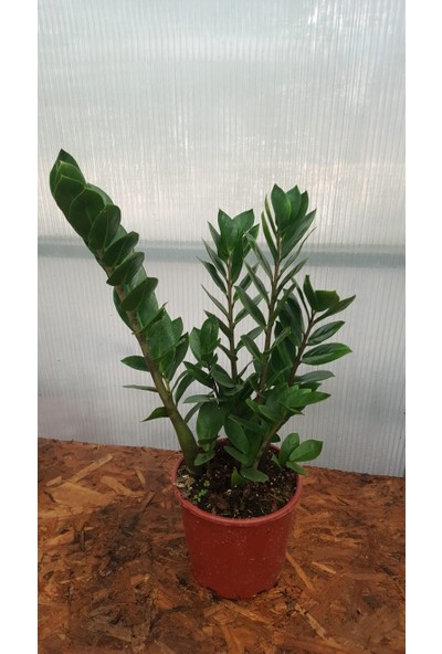 Zamioculcas Zamia- Zeze Çiçeği