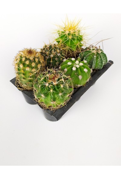 6 Lı Mini Set Kaktüs Fidesi 6 Adet Çiçek Açan Kaktüs 6 Lı Mini Set Kaktüs Fidesi 6 Adet Çiçek Açan Kaktüs