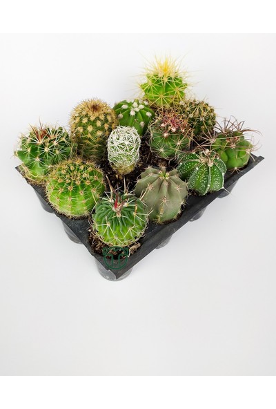 12 Li Kaktüs Fide Set Çiçek Acan Kaktus Türleri 12 Li Kaktüs Fide Set Çiçek Acan Kaktus Türleri