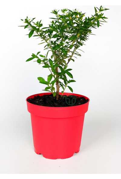 Cennet Çiçeği Kufeya beyaz çiçekli Cuphea büyük boy 12 cm kırmızı saksıda Cennet Çiçeği Kufeya beyaz çiçekli Cuphea büyük boy 12 cm kırmızı saksıda