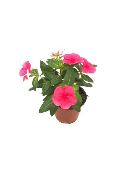 Fidanova Vinca Cezayir Menekşesi Fidanova Vinca Cezayir Menekşesi